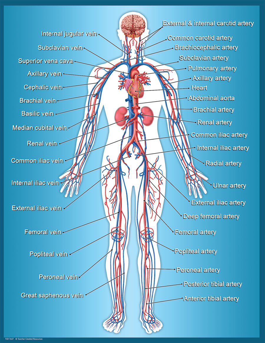 Circulatory System Chart TCR7647 Products Teacher Created Resources