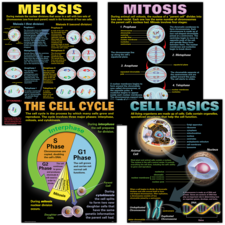Plant & Animal Cells Colossal Poster - TCRV1632 | Teacher Created Resources
