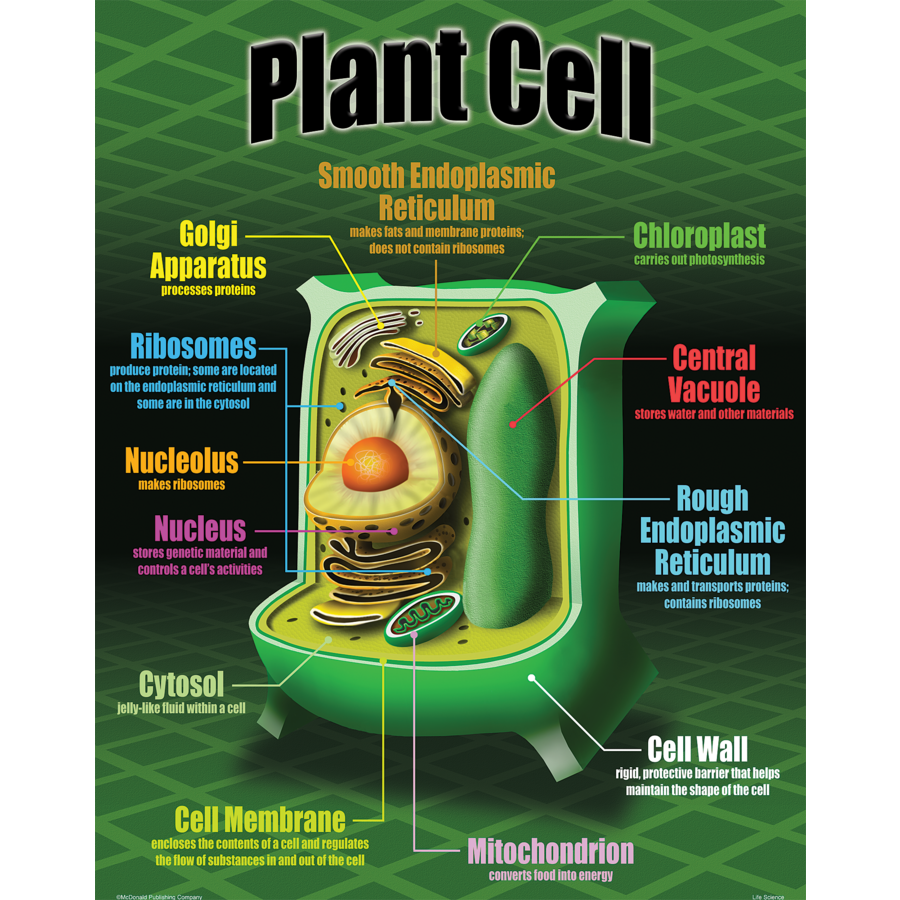 Life Science Poster Set TCRP077 Teacher Created Resources