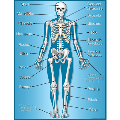 Skeleton Chart - TCR7632 | Teacher Created Resources