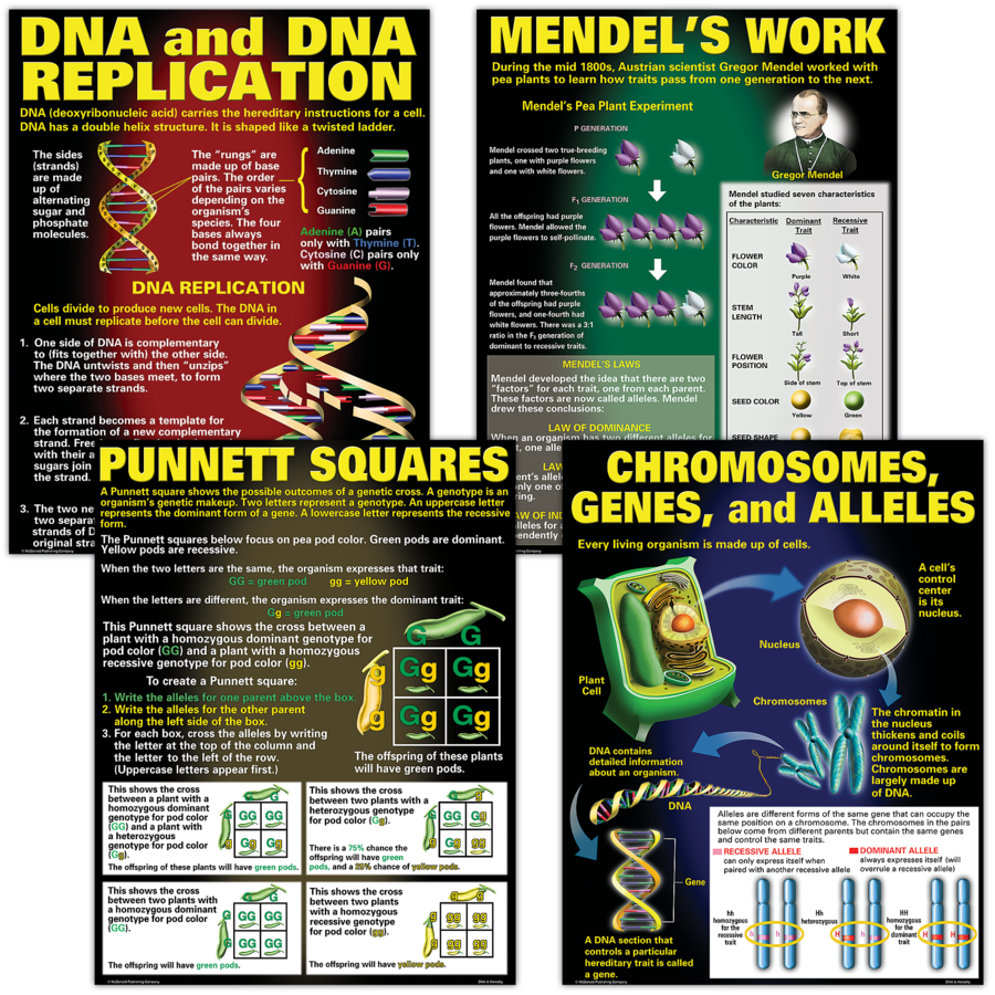 DNA & Heredity Poster Set - TCRP128 | Teacher Created Resources