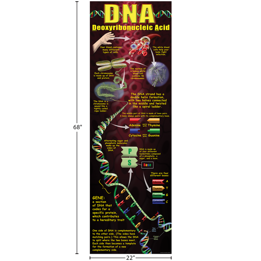 DNA Colossal Poster - TCRV1652 | Teacher Created Resources