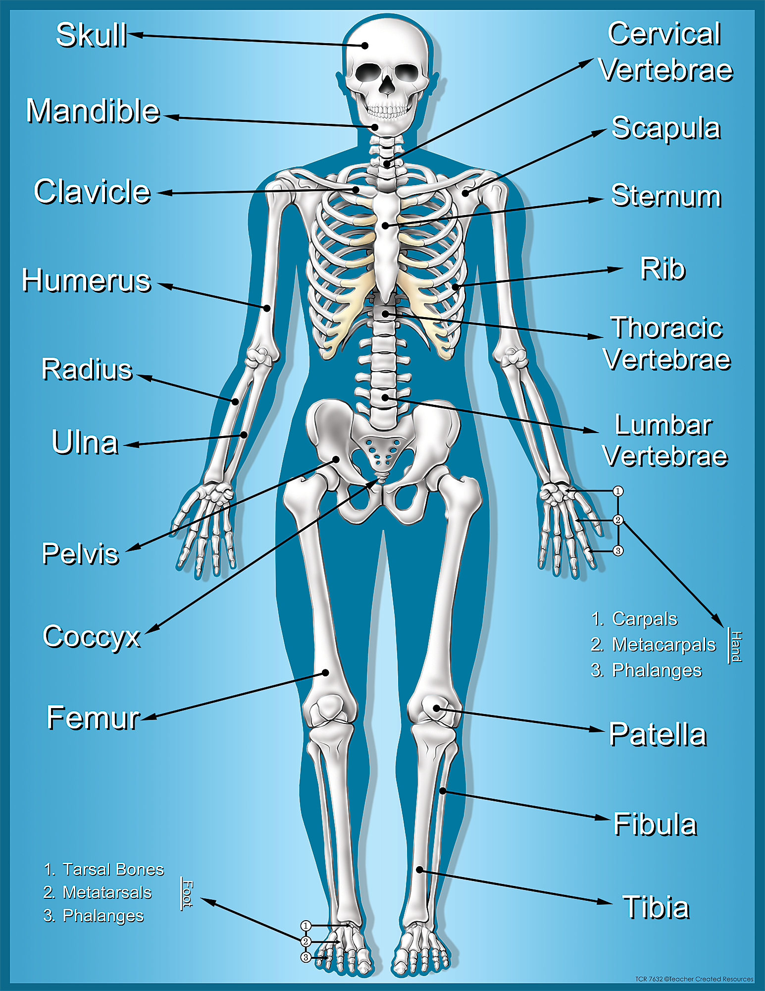 Skeleton Chart TCR7632 Teacher Created Resources