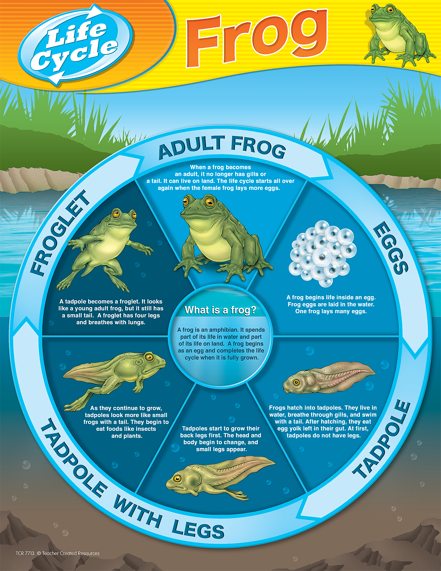 Frog Life Cycles Chart - TCR7713 | Teacher Created Resources