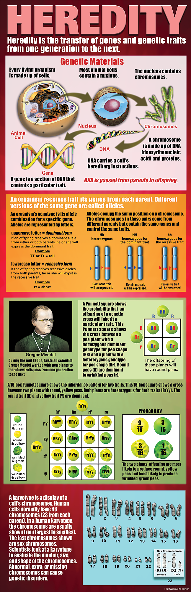 Heredity Colossal Poster - TCRV1708 | Teacher Created Resources